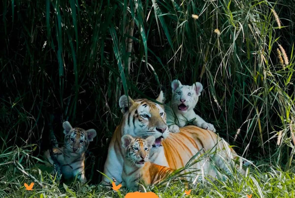 Harga Tiket Masuk Lembang Park and Zoo, Jam Buka, dan Daya Tarik ...