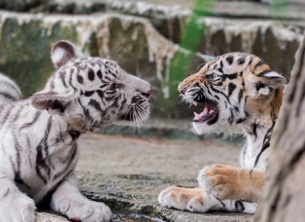 Harga Tiket Masuk Lembang Park and Zoo, Jam Buka, dan Daya Tarik ...